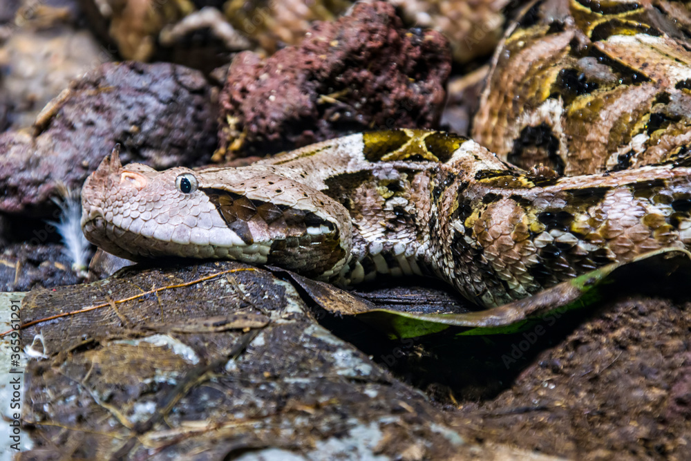 Foto de The Gaboon viper (Bitis gabonica) is a viper species found in ...
