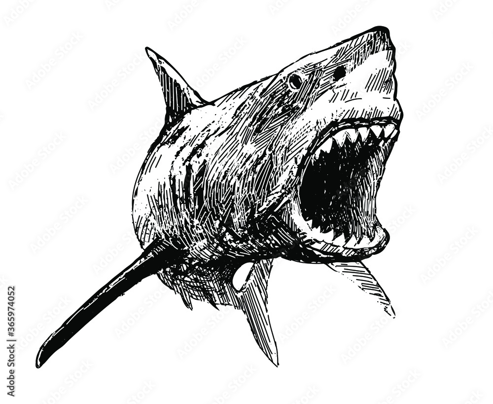 Shark with open mouth - vector image. Attacking great white shark with ...