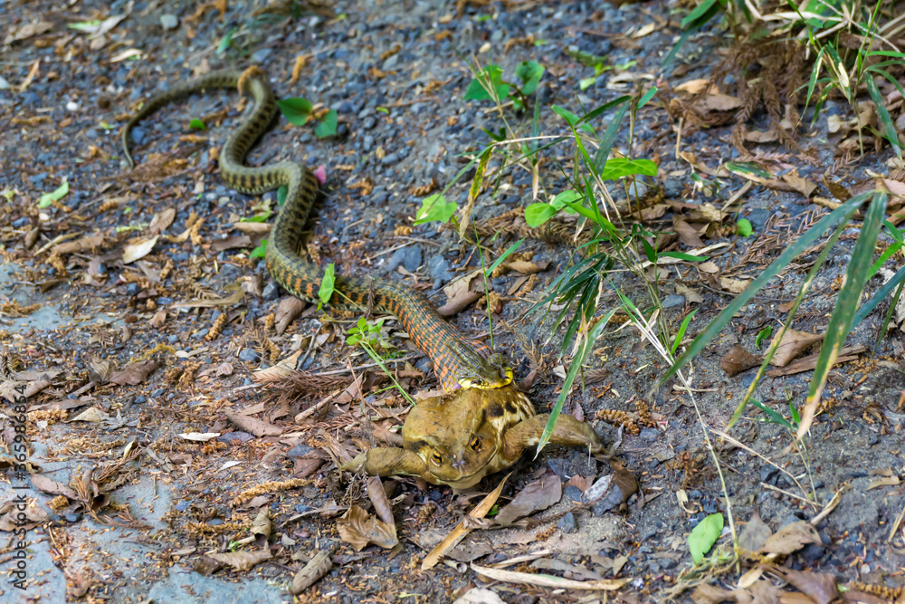 Tiger keelback just swallowing a Japanese common toad. Stock Photo ...