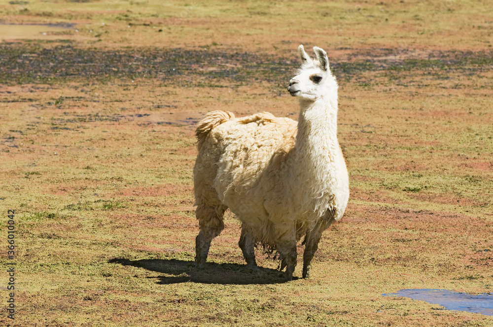 Llama (Lama glama), Camelidae family, Atacama Desert, Antofagasto ...