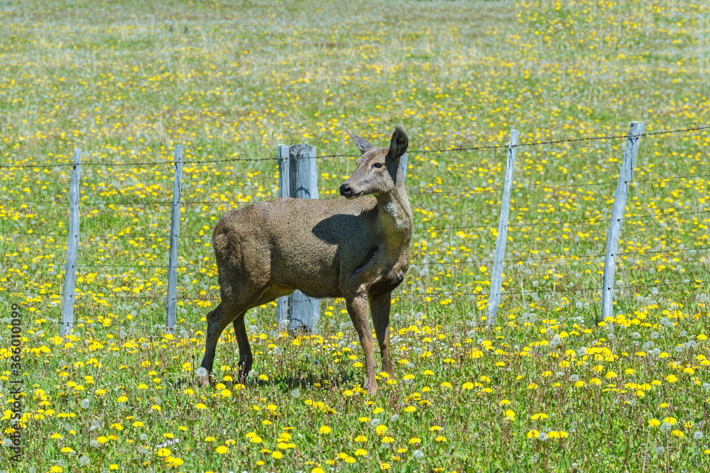 Female South Andean Deer (Hippocamelus bisulcus) in a prairie, Aysen ...
