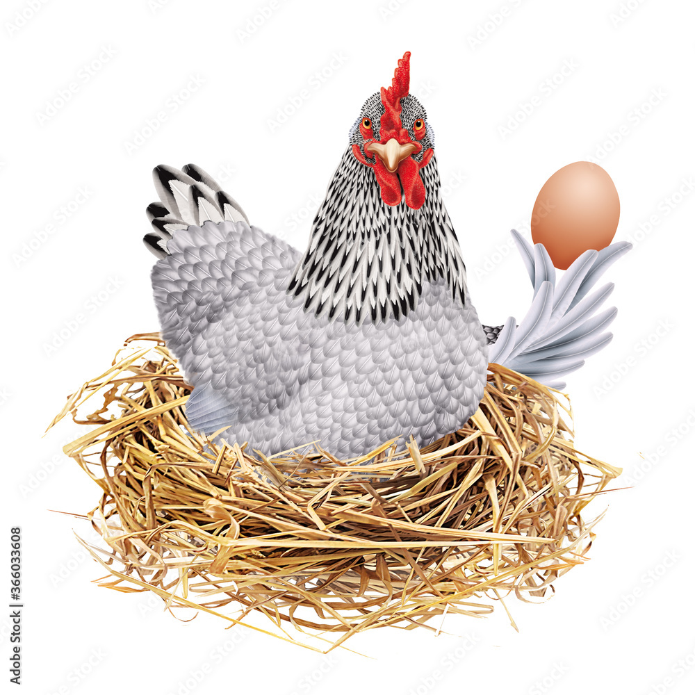 Stockillustratie poule, pondeuse, poule couveuse, ferme, coq, animal ...