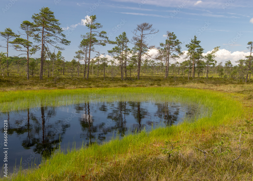 stunning bog views. beautiful clouds. View of the beautiful nature in ...