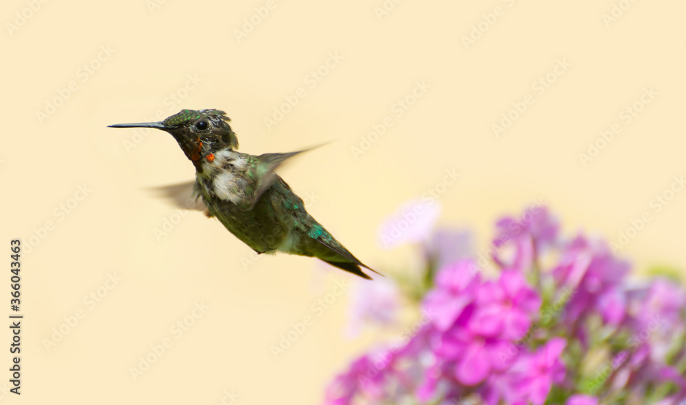 Molting male ruby throated hummingbird flying. Clean background. Stock ...