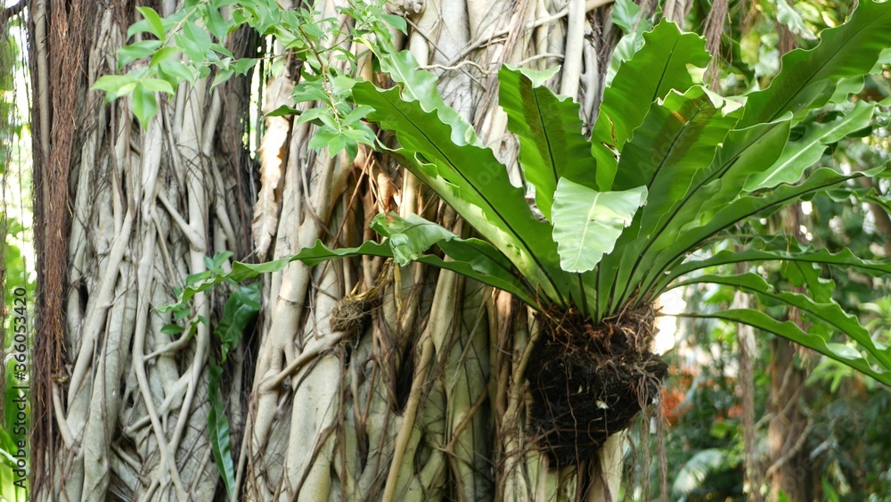 Fern birds nest on banyan. Bright fern birds nest with big green leaves ...