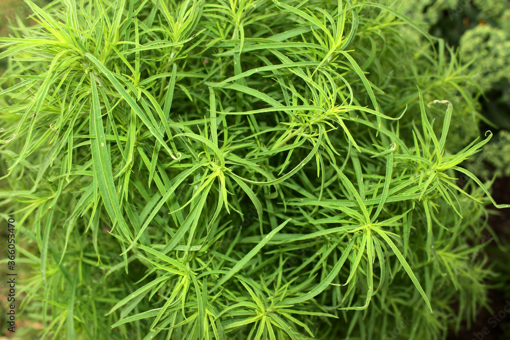 Kochia, Bassia scoparia. Also called cypress, burning bush, summer ...