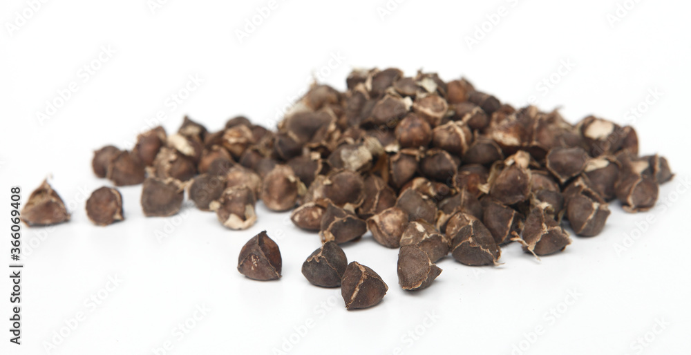Moringa seeds are obtained from the pods of the Moringa plant (Moringa ...