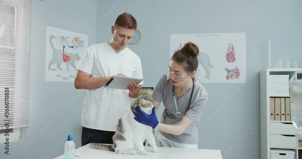Assistant veterinarian writing information diagnoses in tablet holding ...