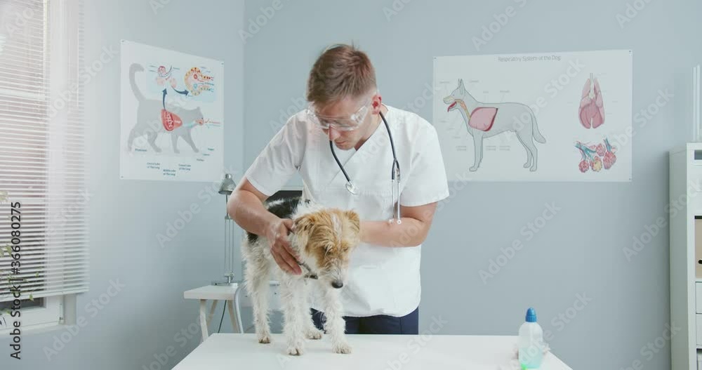 Middle plan of male veterinarian checking dog. Vet doctor examines ...