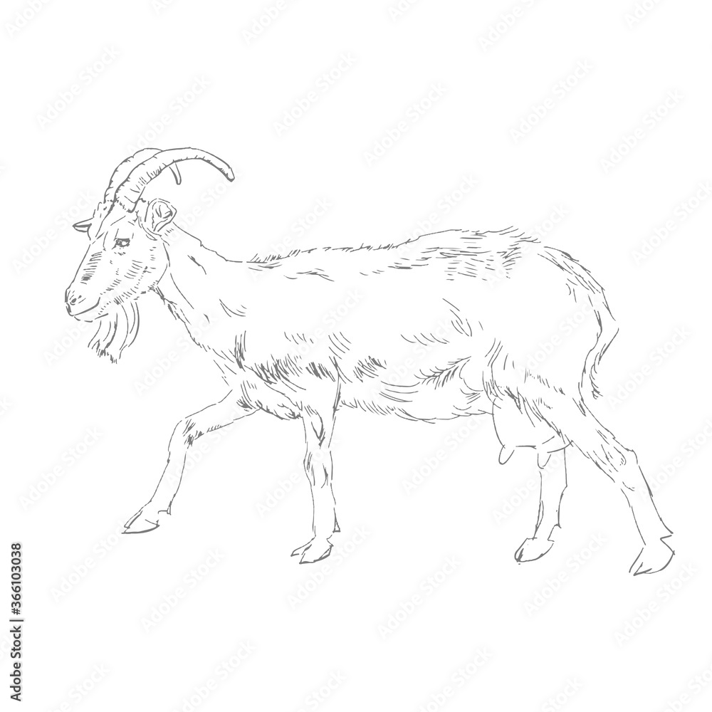 Goat drawing in woodcut style. Engraving of a goat on a white ...