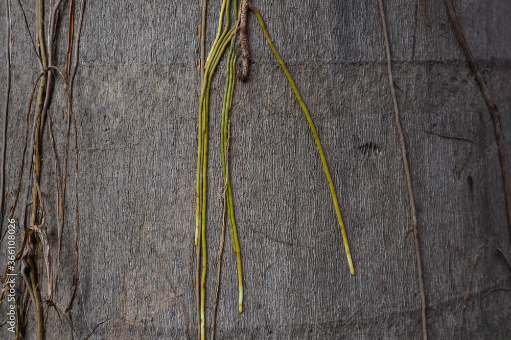 Deadly Parasitic Plant Stem and Roots growing around a tree stem. Tree ...