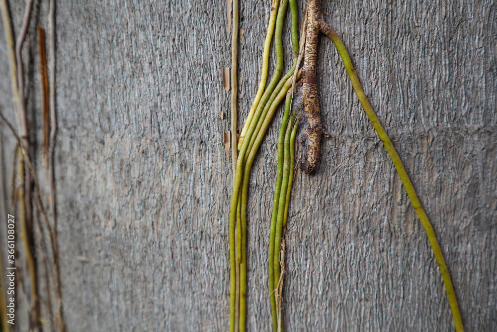 Parasitic Plant Stem and Roots growing around tree stem. Tree trunk ...
