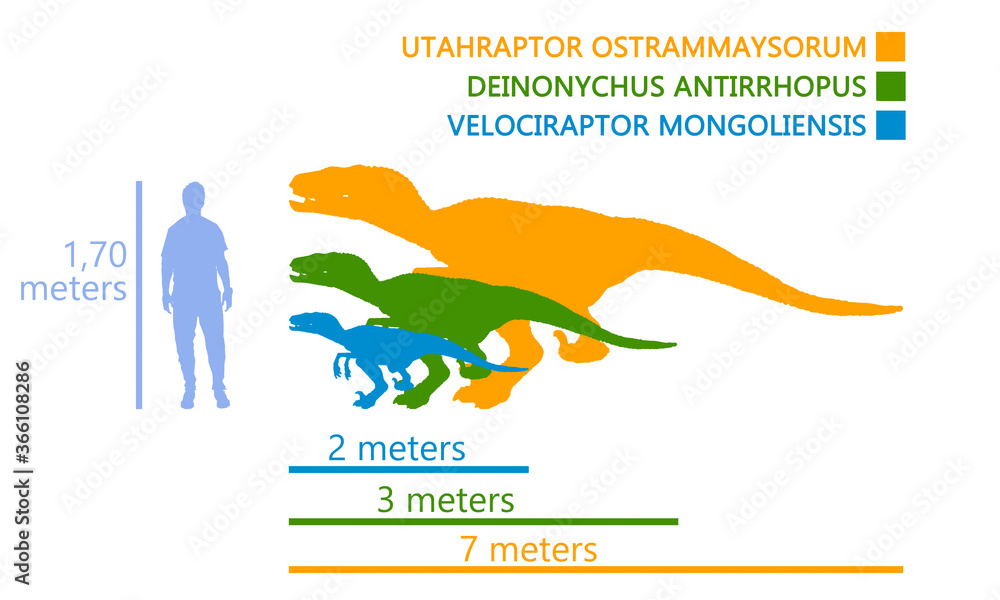 Comparison of the measurements between a man and the velociraptor ...