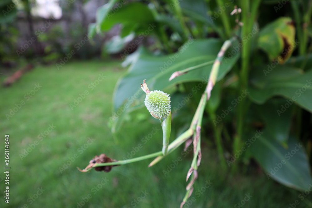 Canna Paniculata flower initial developing stage with round spiky seed ...