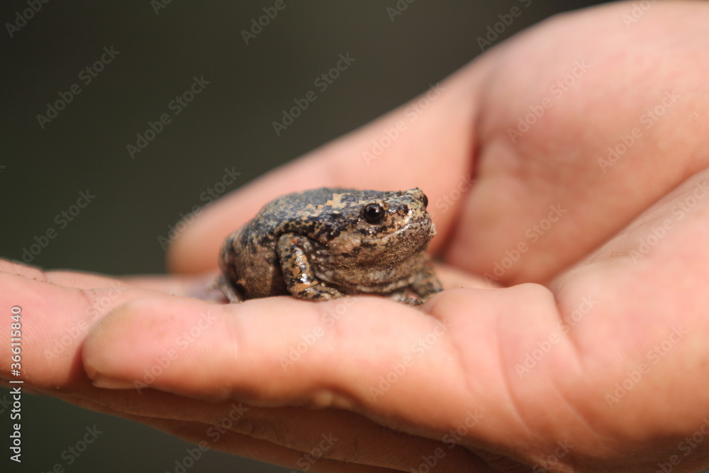 Limnonectes larvaepartus is a species of fanged frog in the family ...