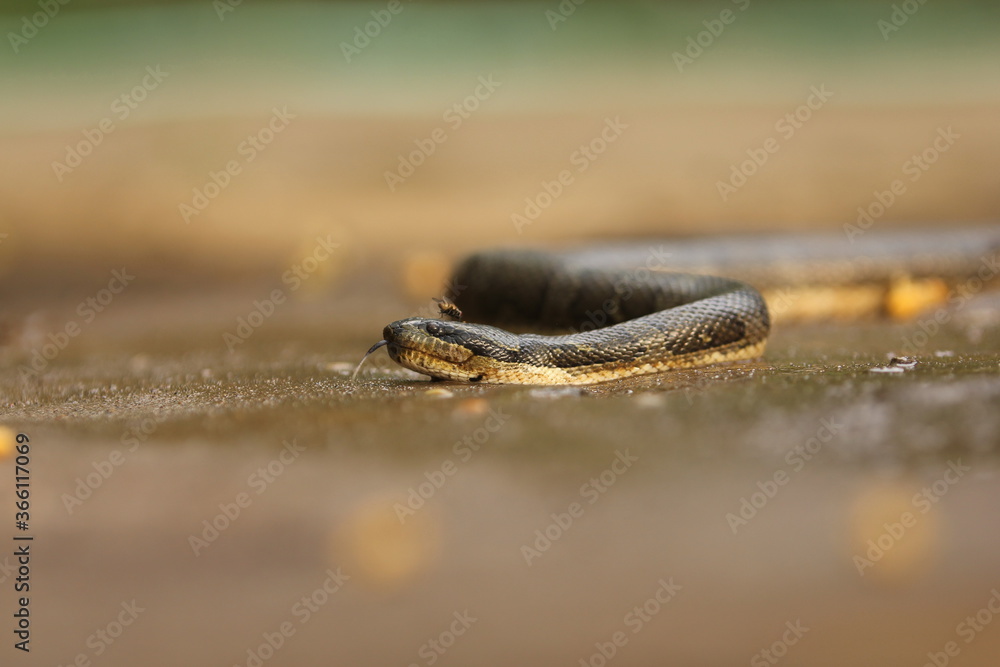 Foto de Cerberus rynchops, also known as the New Guinea bockadam, South ...