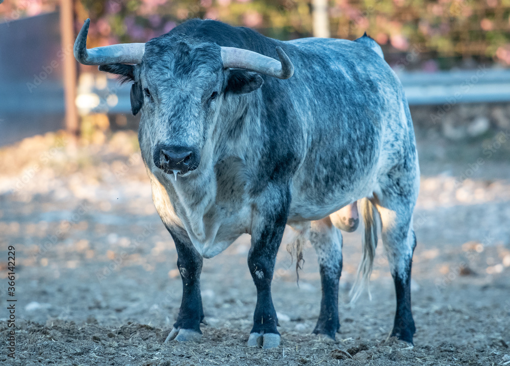 Un toro de espectaculares cuernos y bonito pelaje Stock Photo | Adobe Stock
