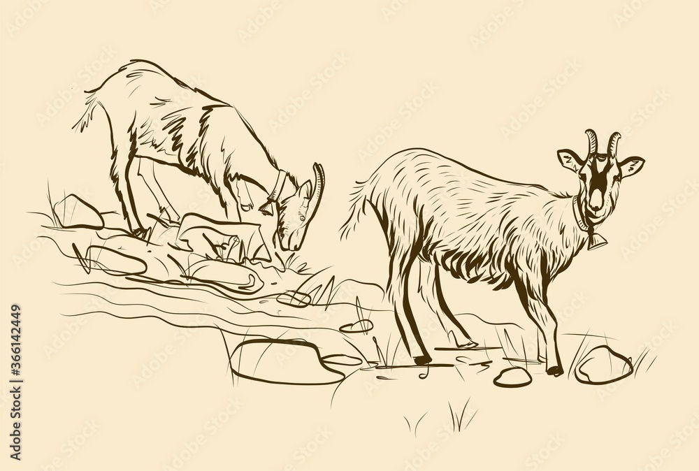 Illustration. Two young goats graze in a meadow. Vector sketch. Black ...