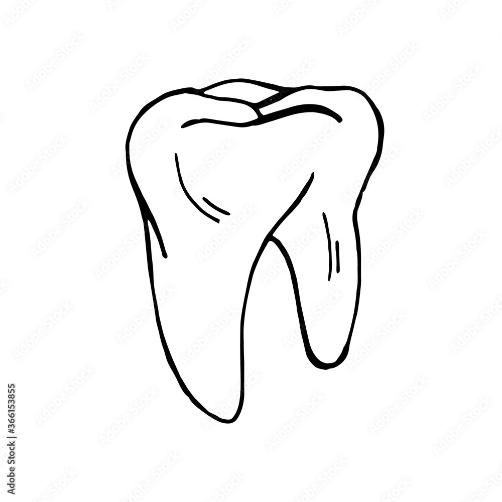 Hand-drawn image of a tooth. Graphic black and white vector image ...