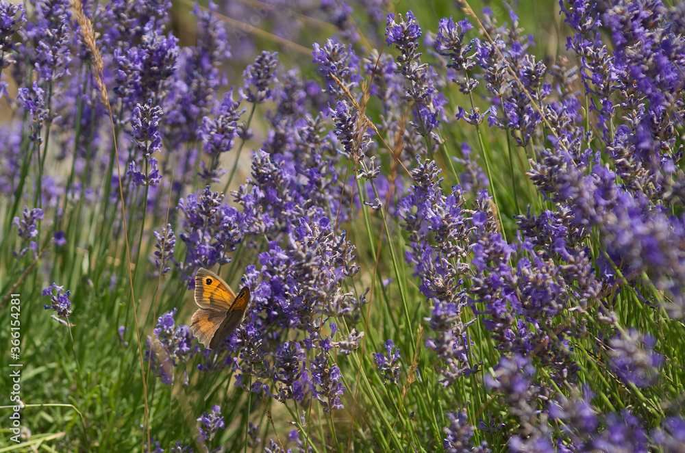 Butterfly on a purple lavender with green leaves and background during ...
