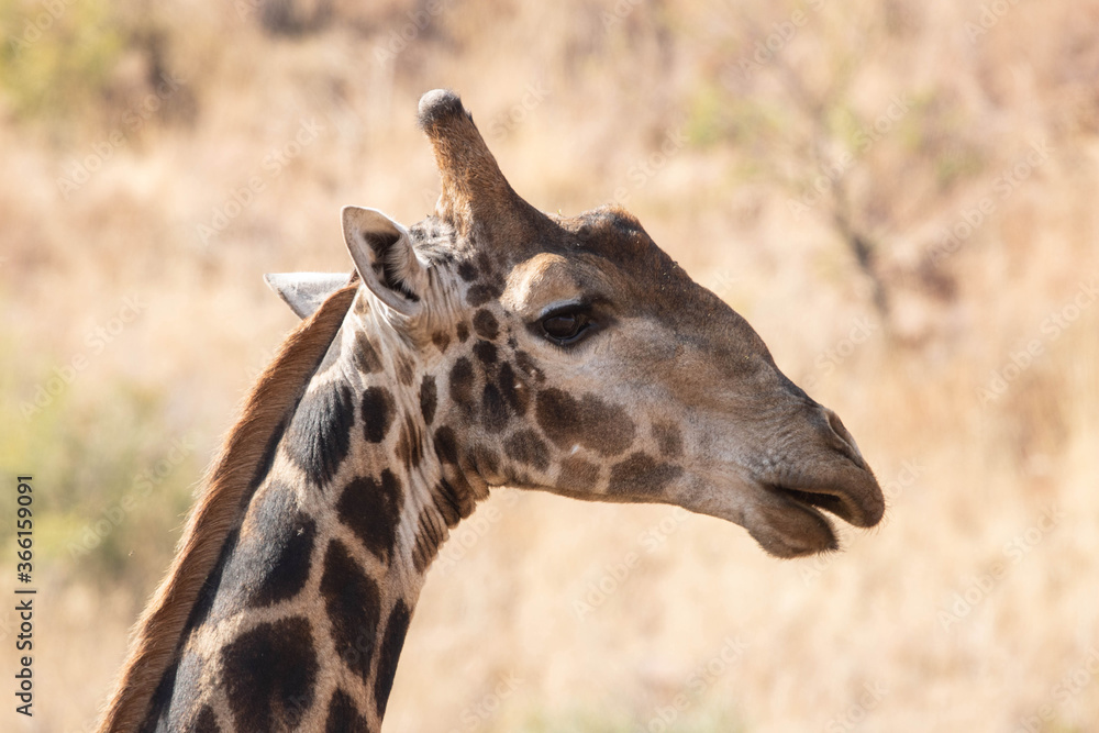 Foto de Side profile of a South African Giraffe bull`s face, with his ...