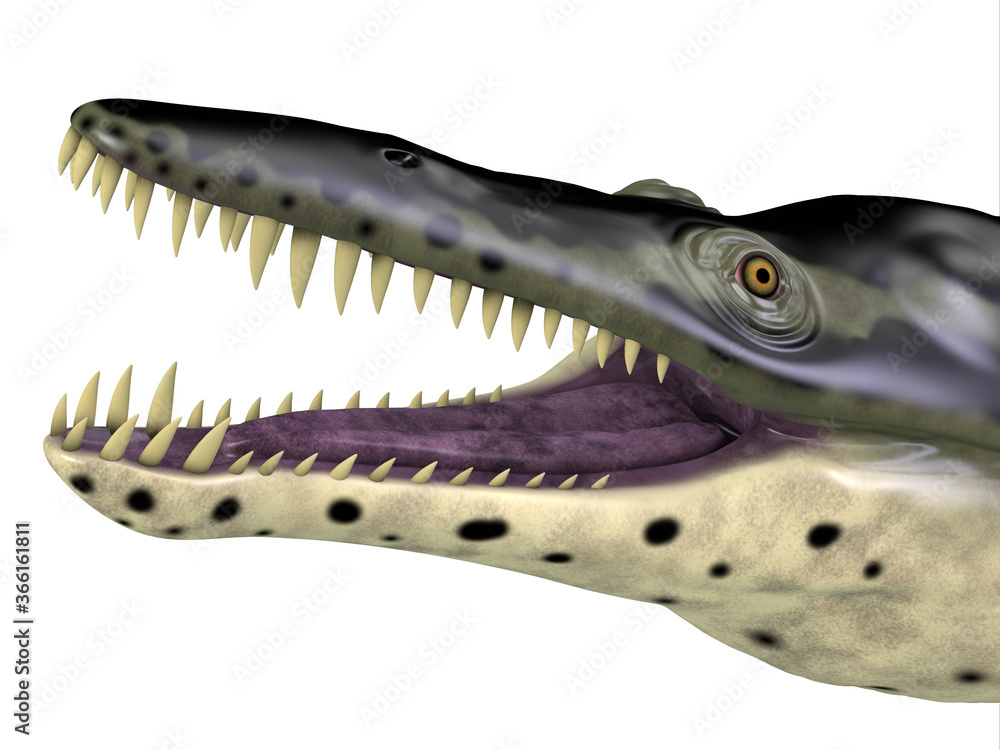 Kronosaurus Reptile Head - The carnivorous marine reptile Kronosaurus ...