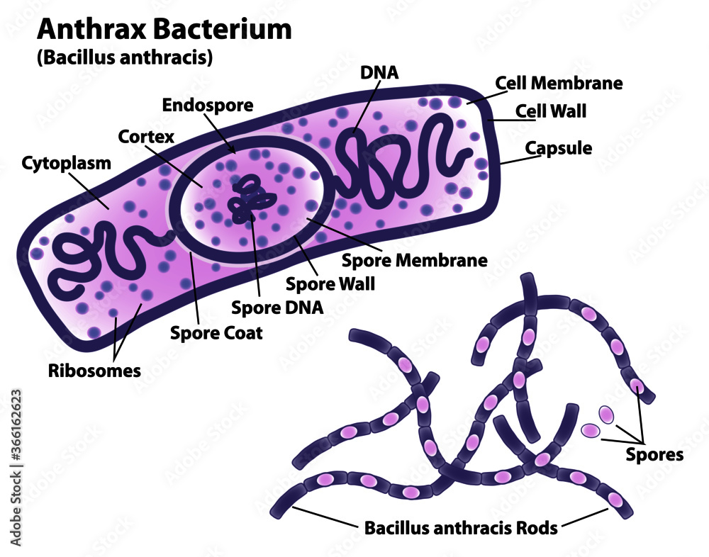 Anthrax bacteria (Bacillus anthracis) with endospore labeled, rods and spores indicated, DNA ...