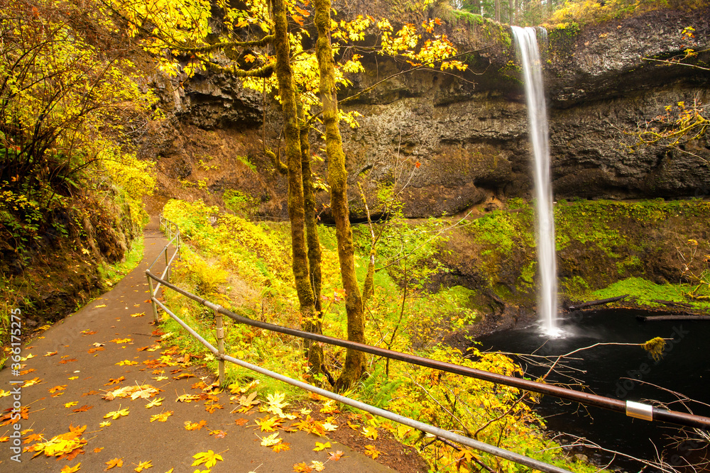 Trail under South Falls in Silver Falls state Park. Maple trees are ...