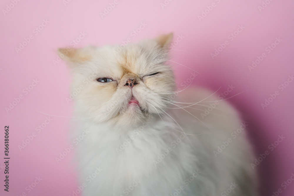 Cream Point Himalayan Cat