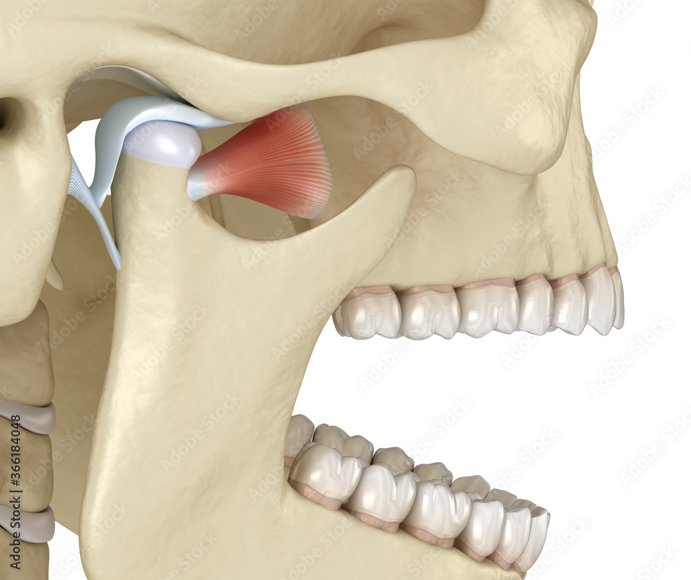 TMJ: The temporomandibular joints. Healthy occlusion anatomy. Medically ...