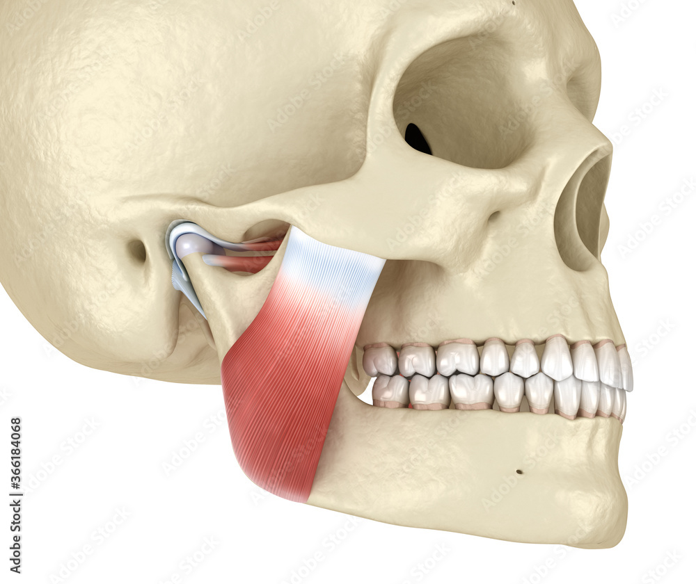 TMJ: The temporomandibular joints and muscles. Medically accurate 3D ...
