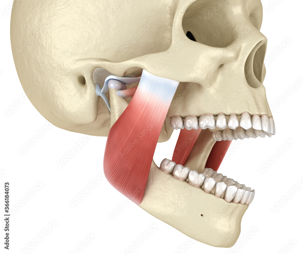 TMJ: The temporomandibular joints and muscles. Medically accurate 3D ...