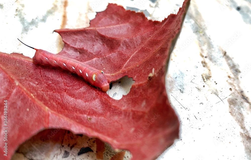 Red weevil larvae on red color leaf. The red weevil (Rhynchophorus ...
