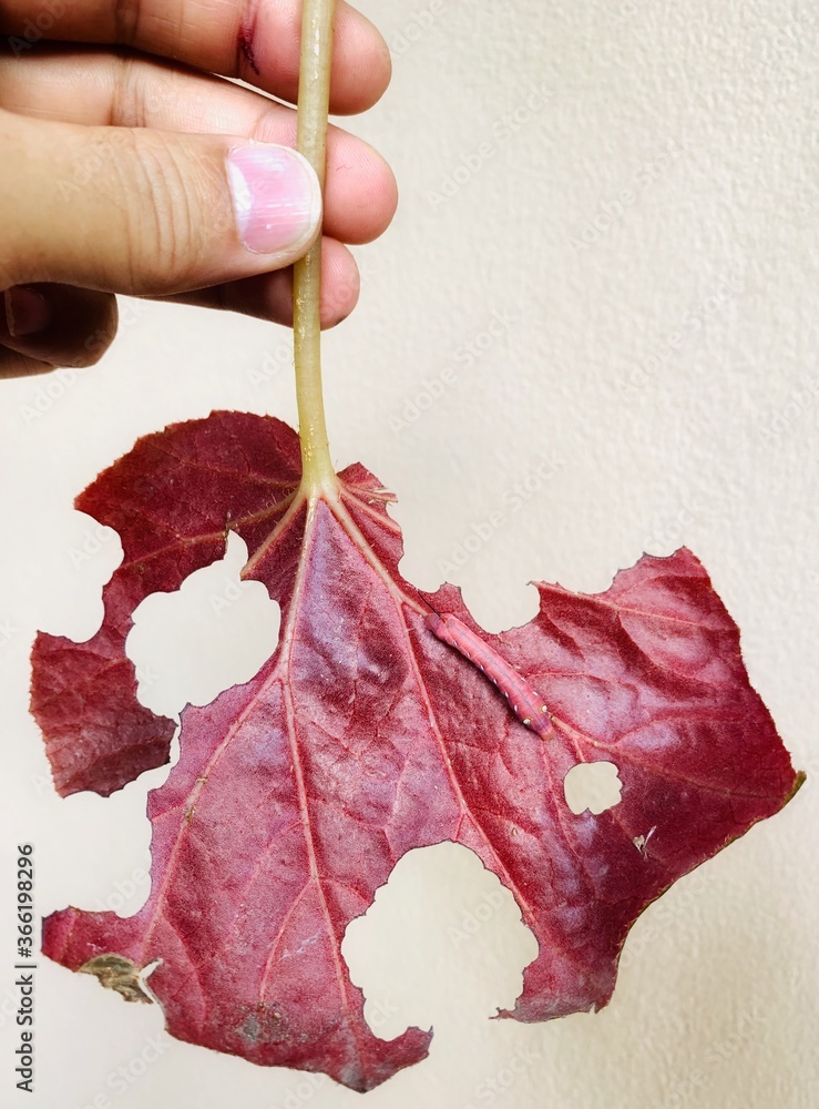 Red weevil larvae on red color leaf. The red weevil (Rhynchophorus ...