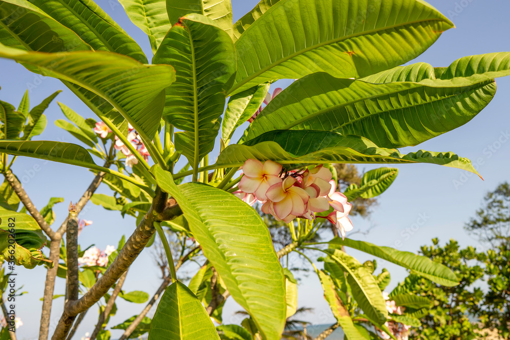 plumeria tree with flowers Stock Photo | Adobe Stock