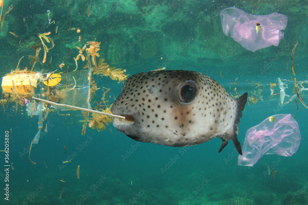 Fish and plastic pollution in sea. Microplastics contaminate seafood ...