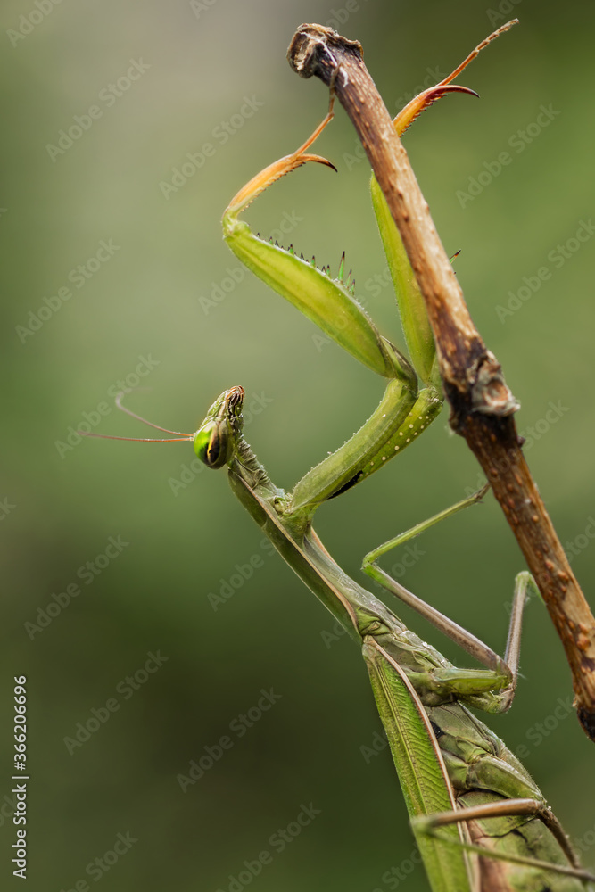 medio cuerpo de una mantis religiosa con sus largas pinzas que utiliza ...
