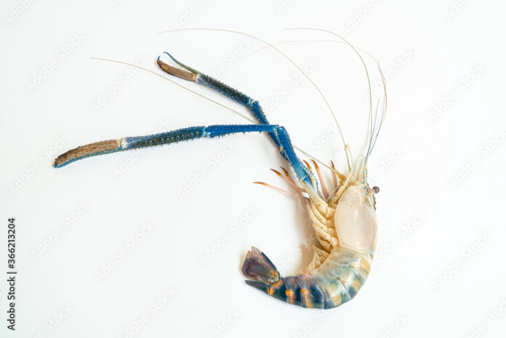 the 1 big prawn long muscle laid on a white background, Prawn or tiger ...