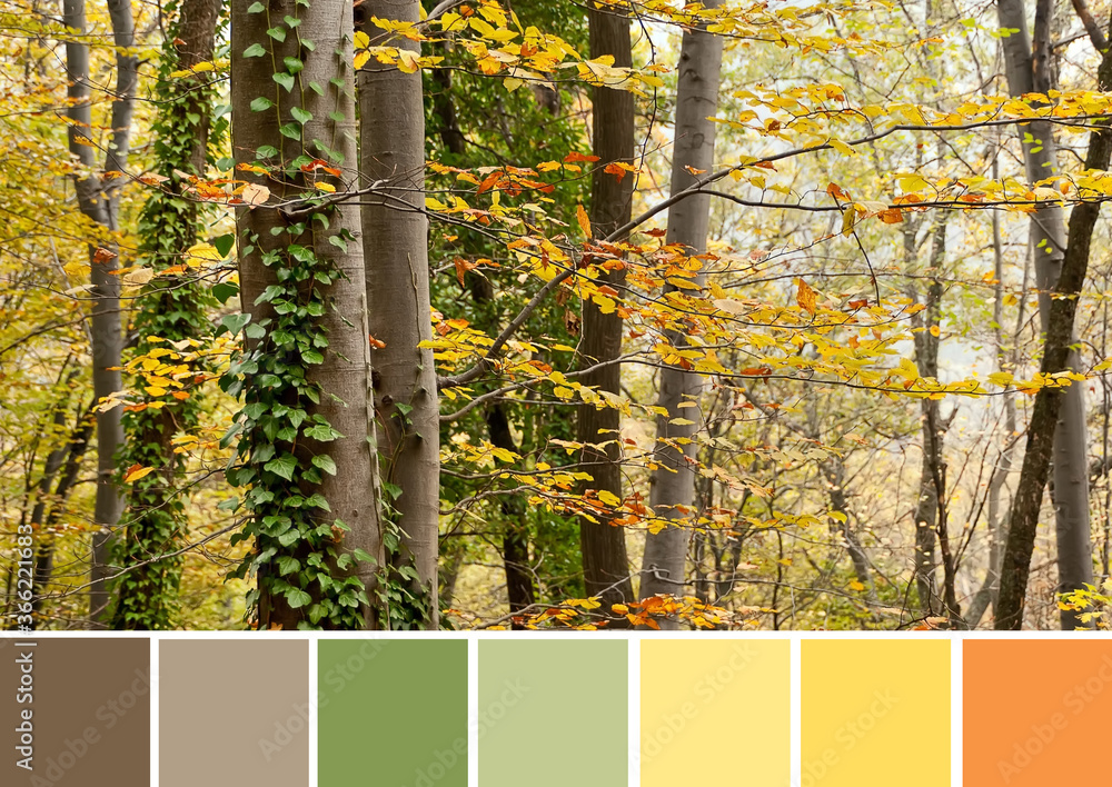 Autumn green, yellow and orange leaves on the branches of a tree in the ...