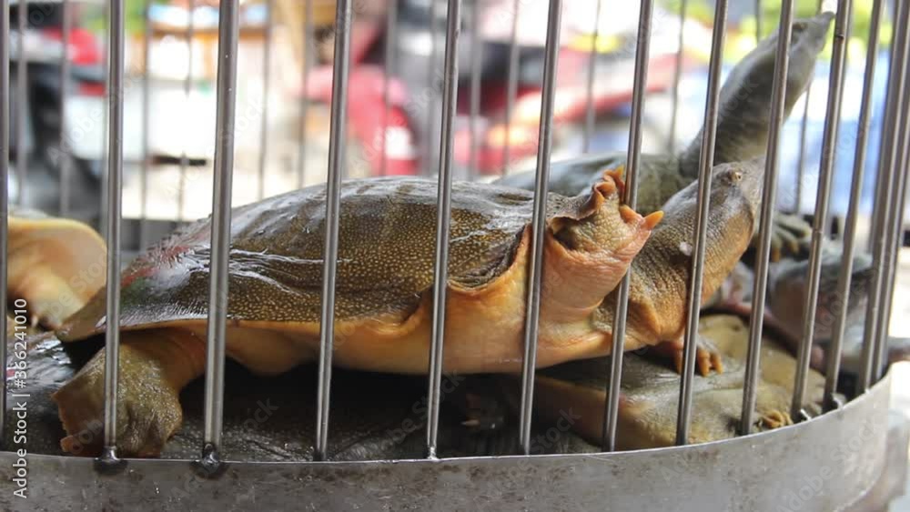 Abhua, Indian flap-shelled turtles (Lissemys ptyodactylus, Lissemys ...