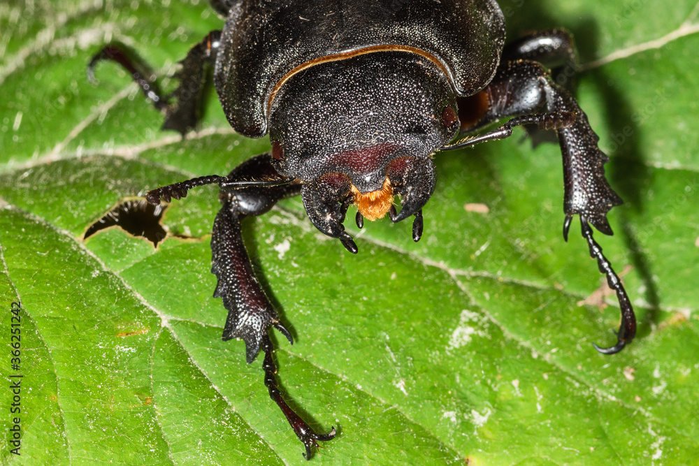 The European stag beetle (Lucanus cervus) is one of the best-known ...