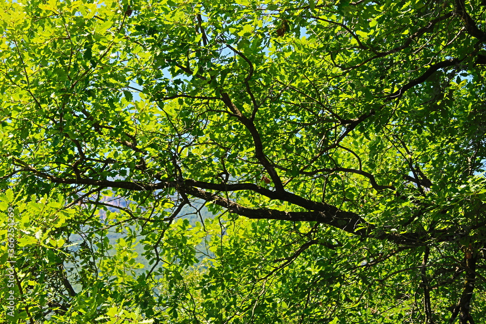 fondo natural con ramas y hojas verdes atravesadas por la luz del sol ...