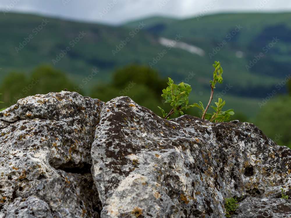 Subalpine meadows - rocky soil where rare plant species grow. Stock ...