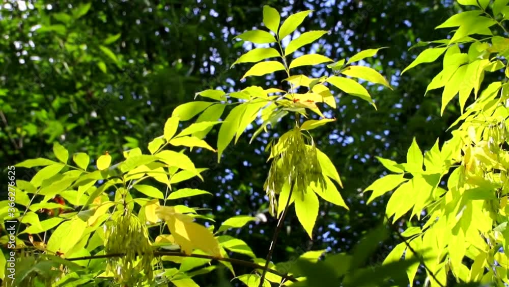 Tree branches and sun rays . Smooth movement of the camera between tree ...