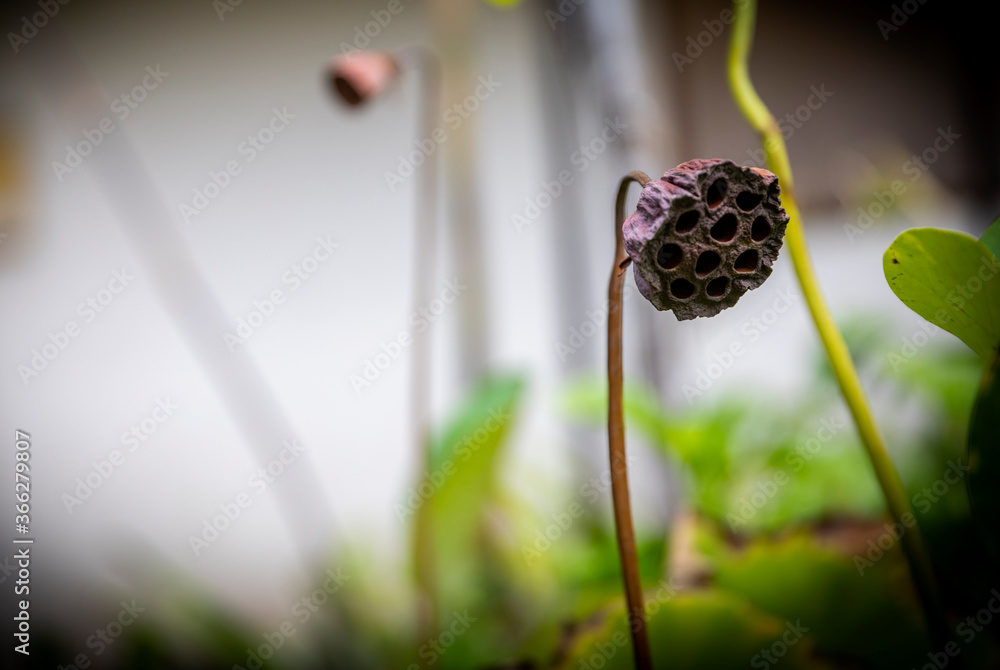 Dry brown lotus pod contains seeds stand above water contrast with ...