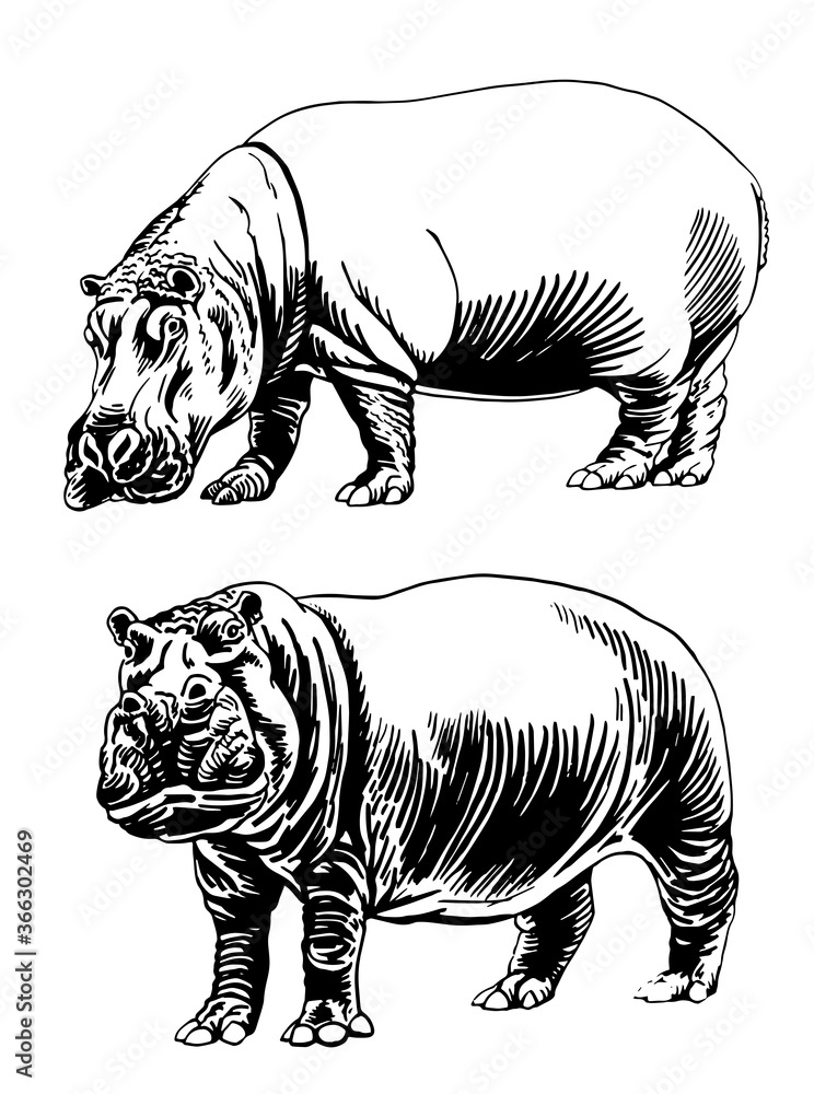 Graphical hand-drawn set of hippos isolated on white,vector ...