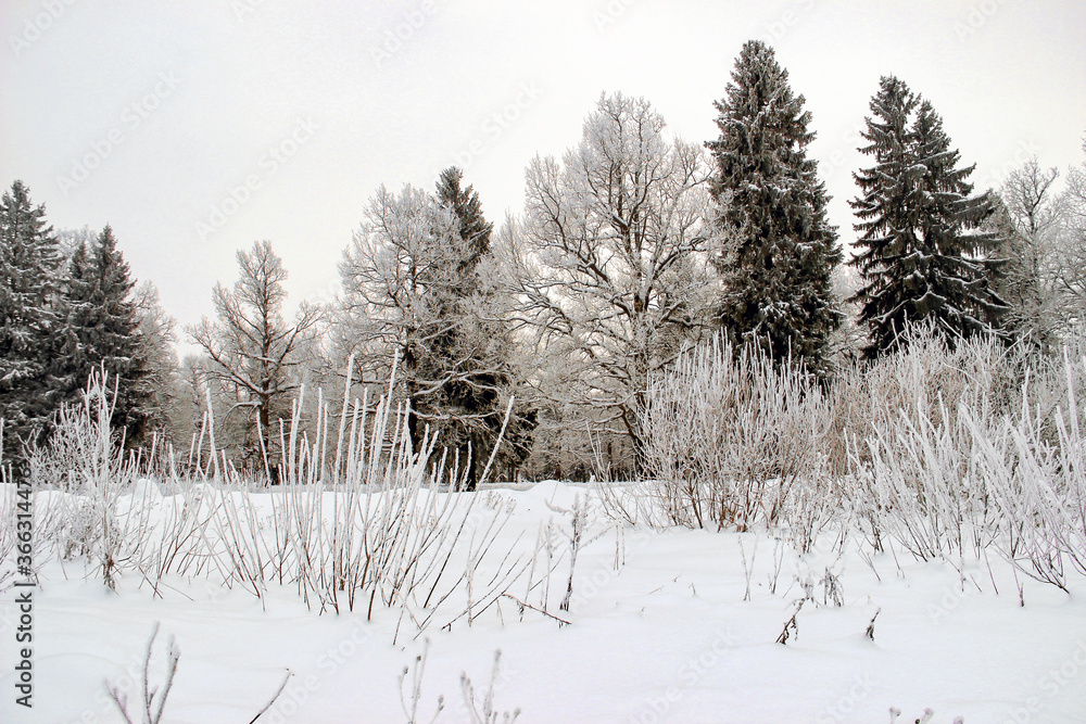 Beautiful winter landscape. Trees in the forest are covered with snow ...