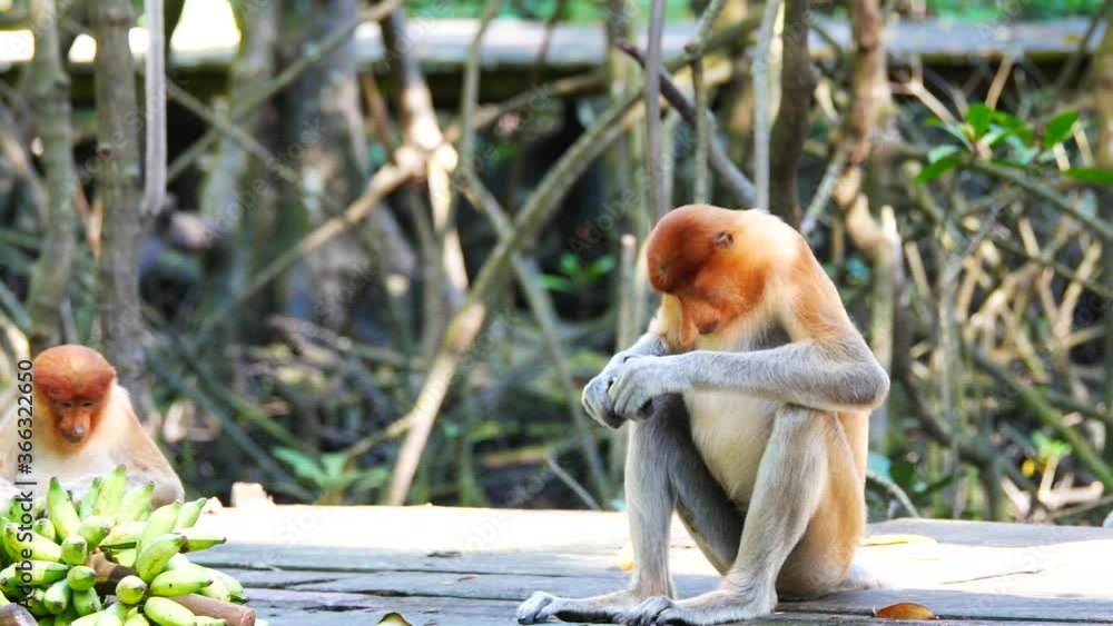 Proboscis monkey (Nasalis larvatus) sitting and eat raw banana in a ...