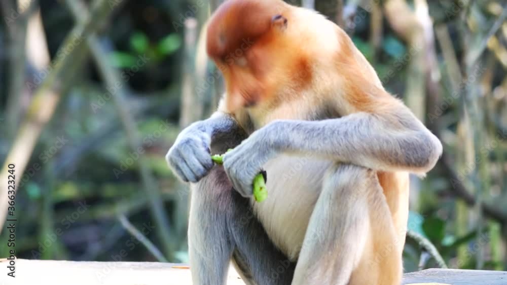 Close up alpha male proboscis monkey ( Nasalis larvatus) eating unripe ...