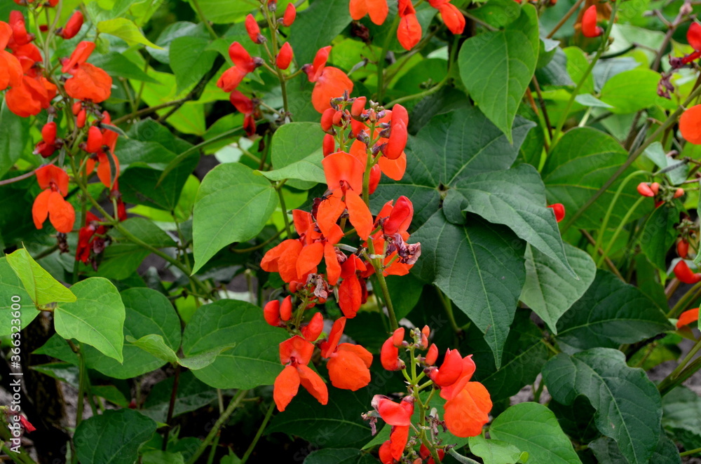 Beans in the garden blooms with red flowers in early summer. Red ...